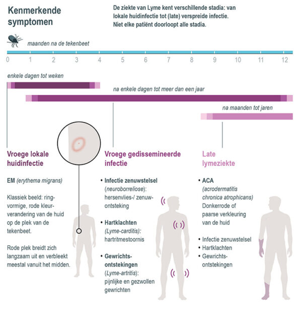 Wat zijn de late verschijnselen van lymeziekte? - Biowetenschappen ...