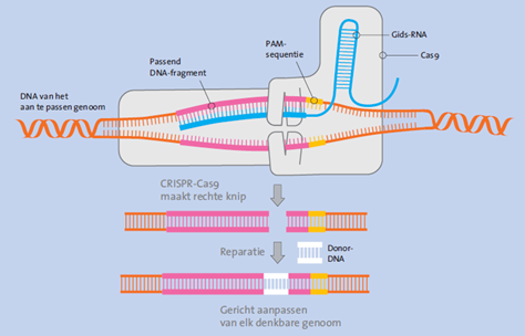 Sleutelen aan de DNA-code met Crispr-cas - Biowetenschappen & Maatschappij