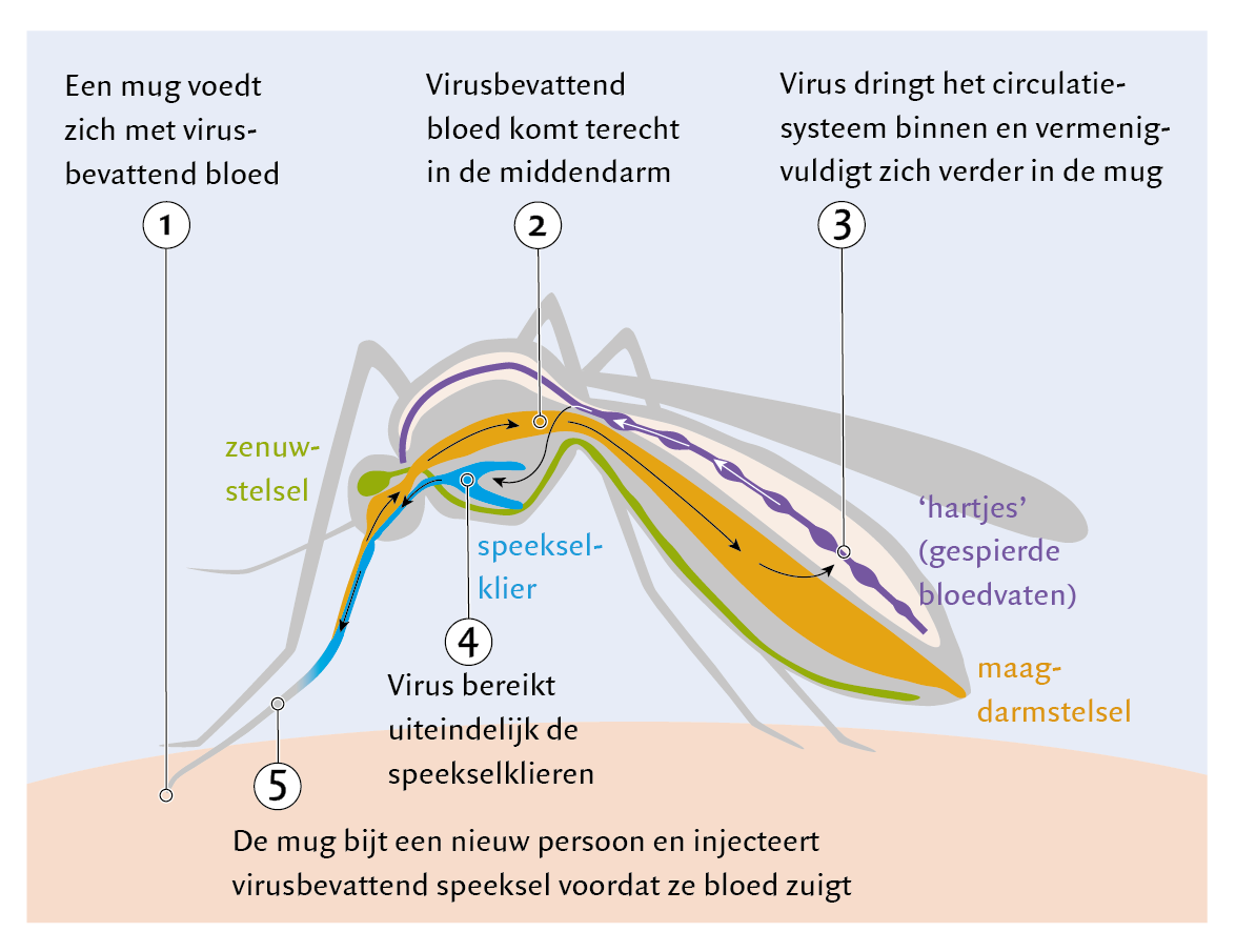 QUIZ: Wat weet jij over muggen? - Biowetenschappen & Maatschappij