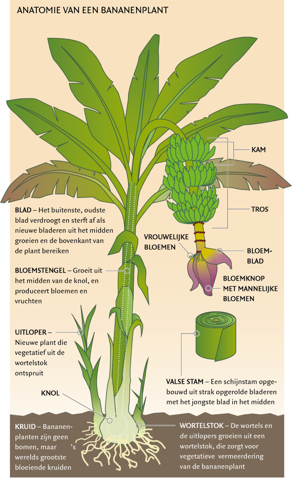 Hoe de banaan haar zaden verloor - Biowetenschappen & Maatschappij
