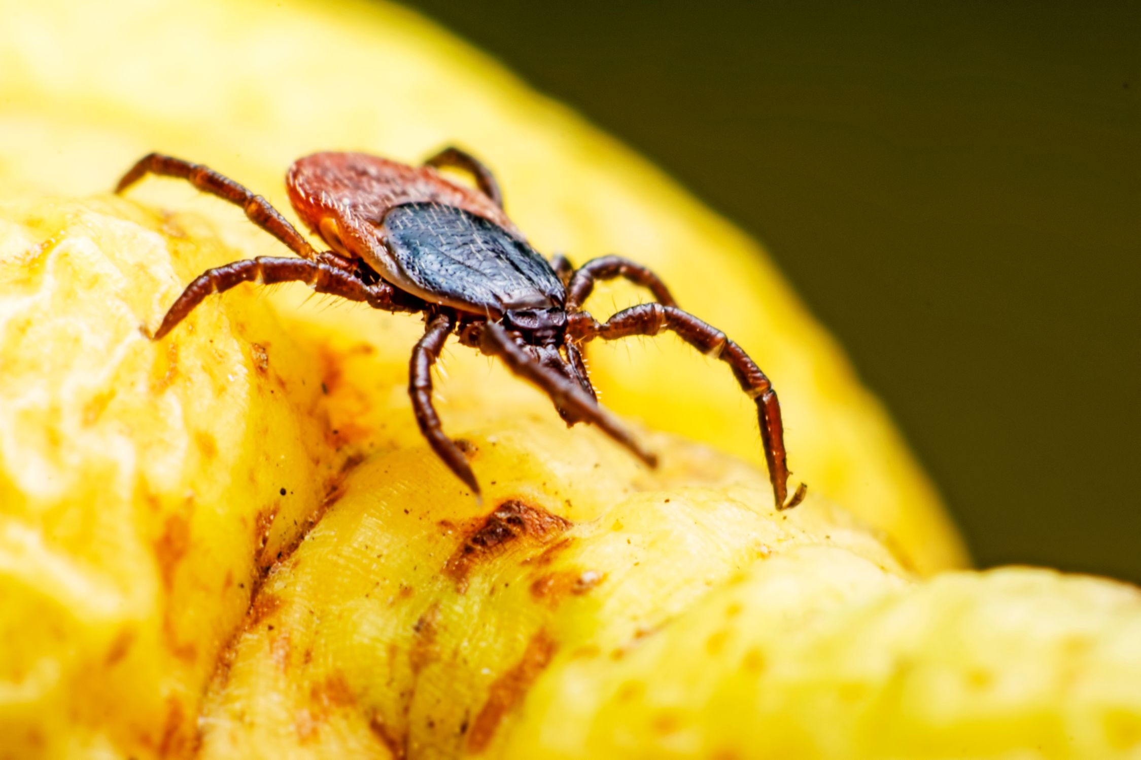 Hoe de Lyme bacterie onze afweer misleidt - Biowetenschappen & Maatschappij