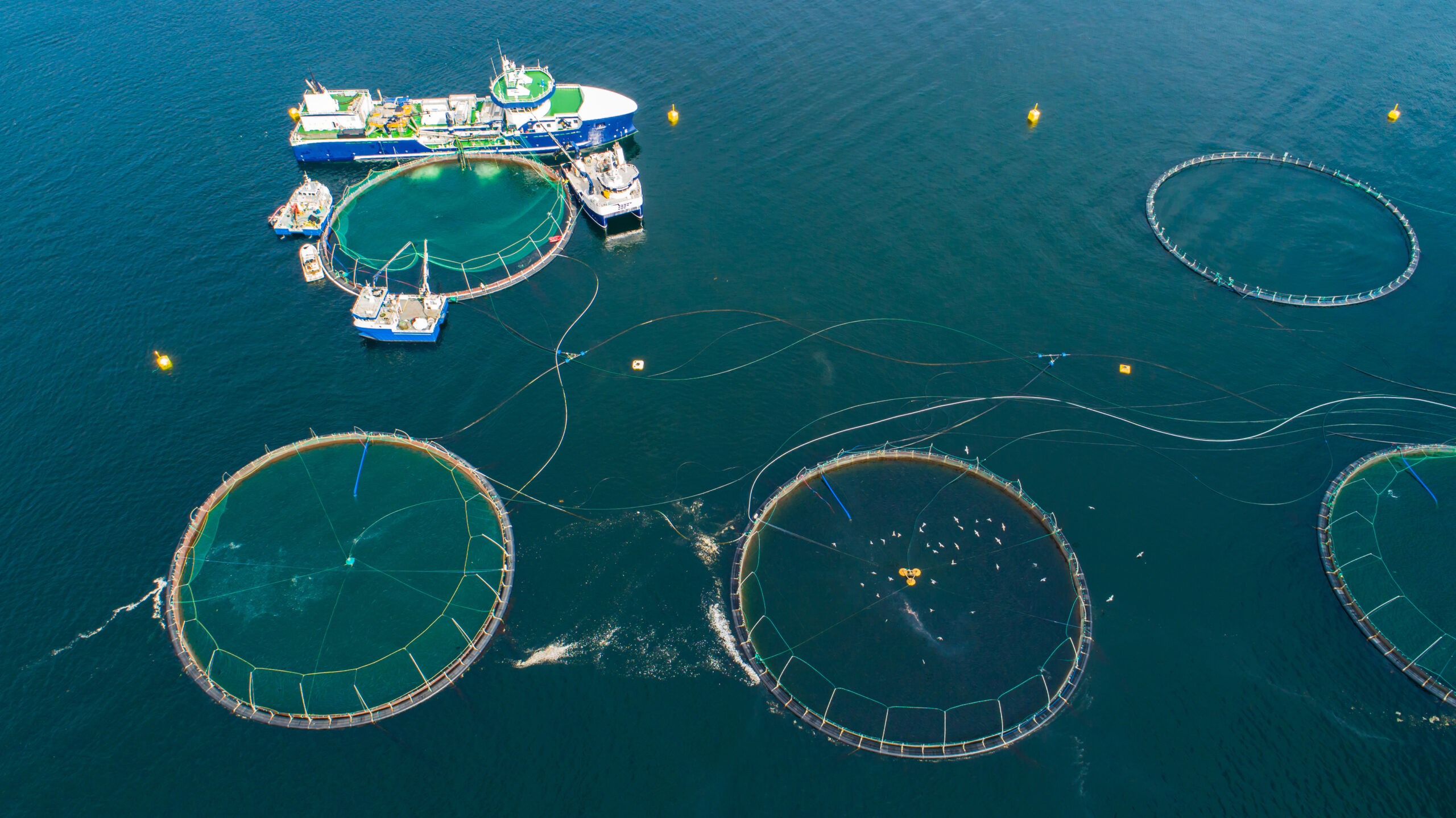 Kweekvis vervangt wilde vis in rap tempo - Biowetenschappen & Maatschappij