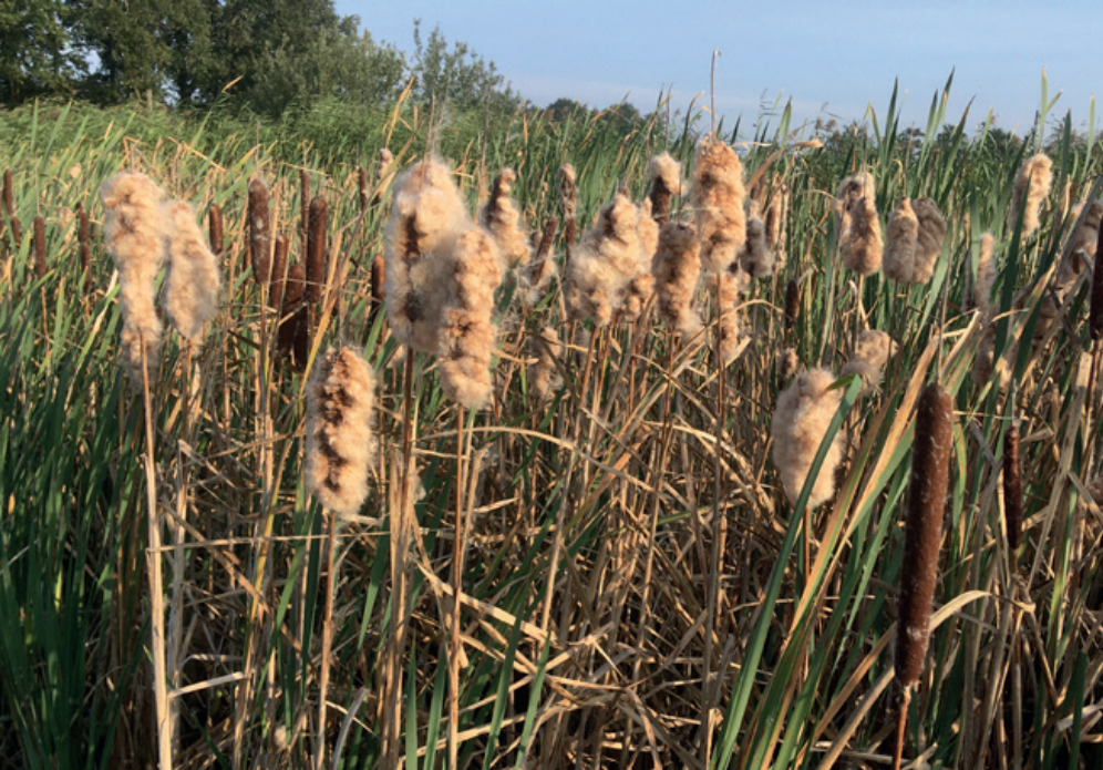 Moerasteelt tegen verdroging en verlaging veengebieden ...